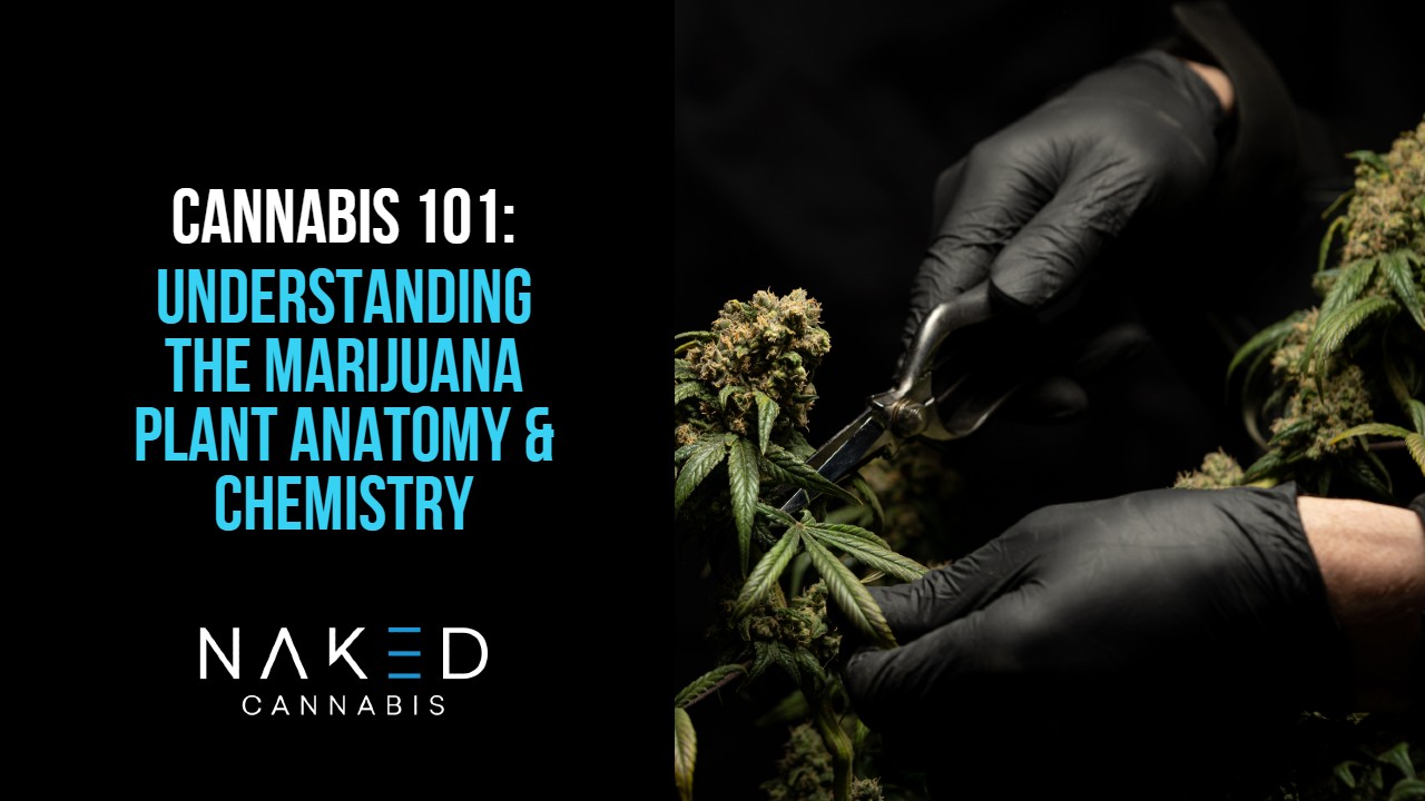 Cannabis 101 Marijuana Plant Education From Anatomy To Chemistry